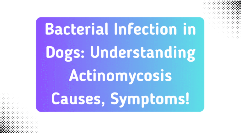 Bacterial Infection in Dogs: Understanding Actinomycosis Causes ...