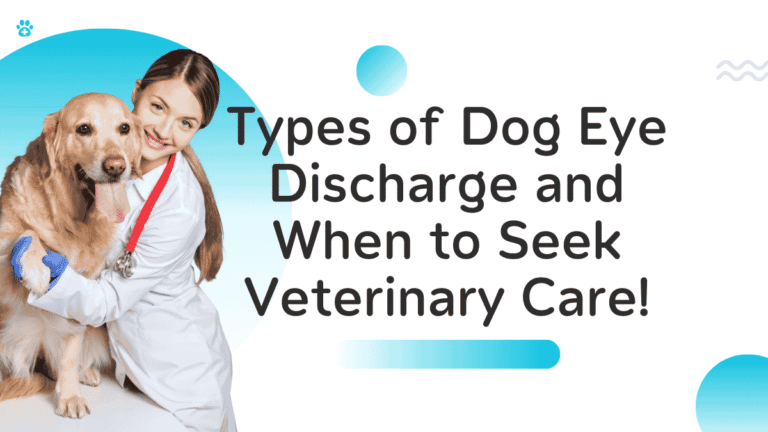 Types of Dog Eye Discharge and When to Seek Veterinary Care