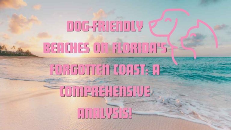 Dog Friendly Beaches On The Florida: Where Dogs Enjoy the Shore