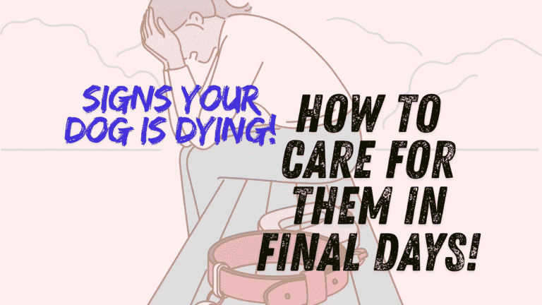 Signs Your Dog Is Dying: How to Care for Them in Final Days
